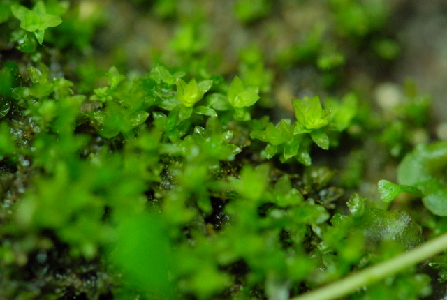 Hyophila involuta (Star Moss) - Аквариумные растения - Форум Tropica.RU