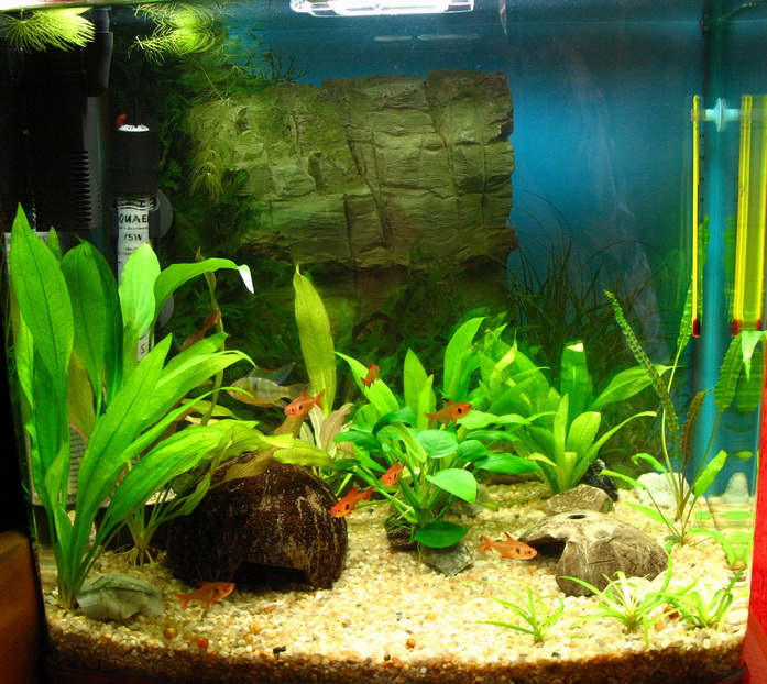 Jebo R338 для "чайника" - Аквариум для новичков - Форум Tropica.RU