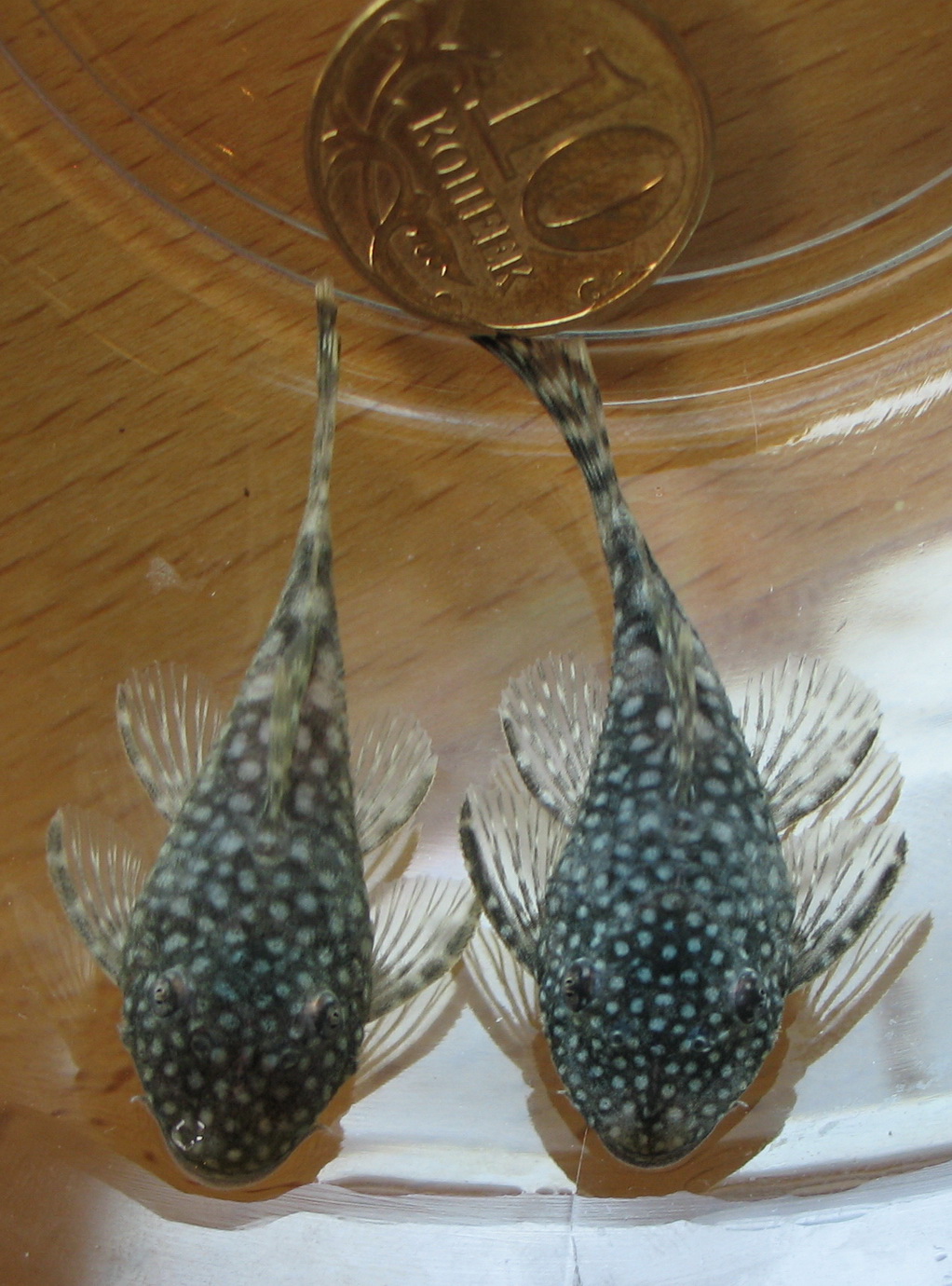 Jebo R338 для "чайника" - Аквариум для новичков - Форум Tropica.RU