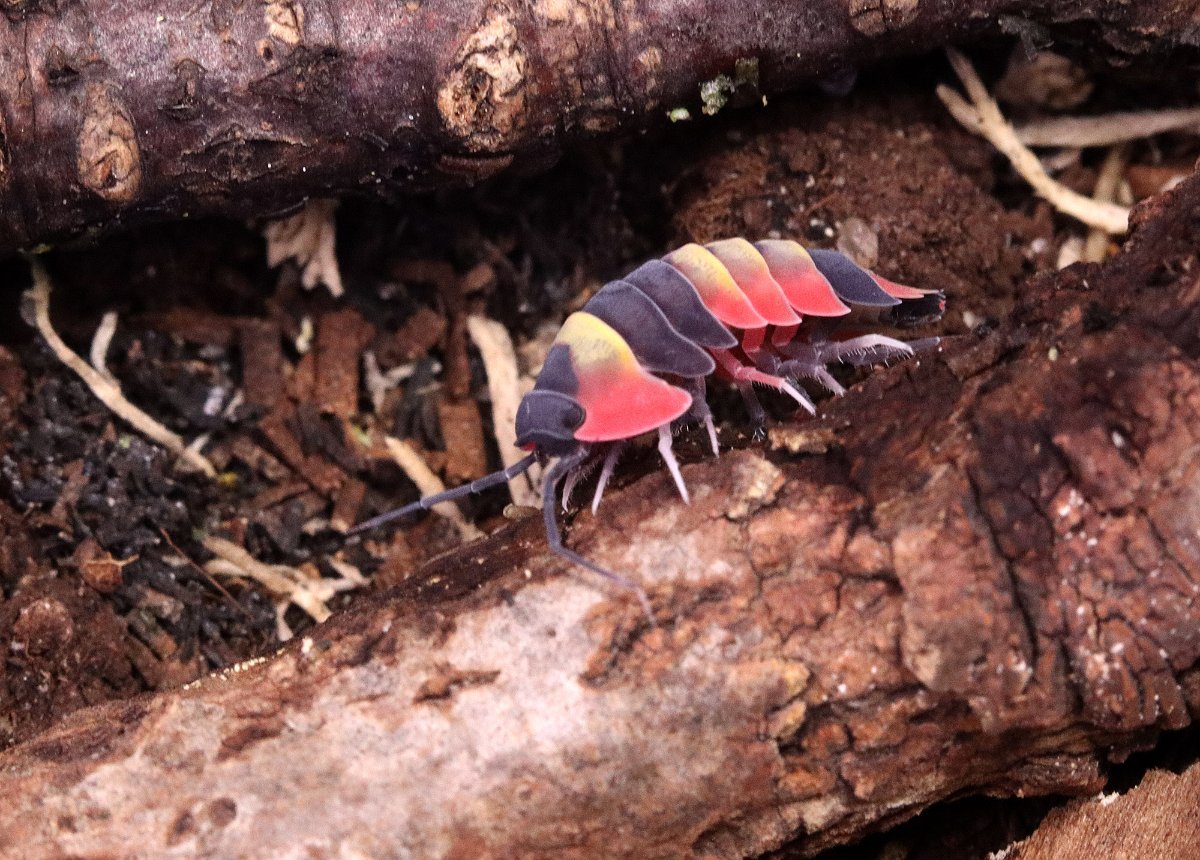 Мокрица Merulanella sp. "Tricolor" - Мокрицы - Форум Tropica.RU