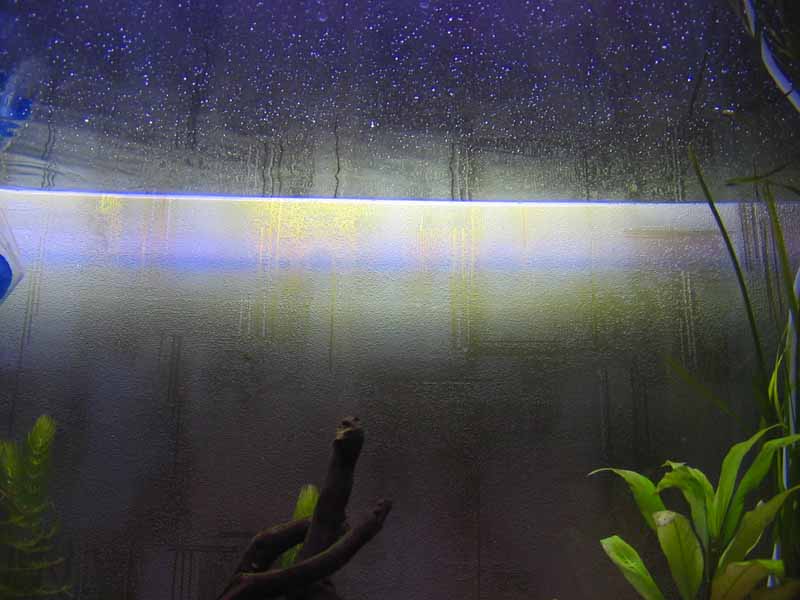 пленка на воде - Аквариум - Форум Tropica.RU