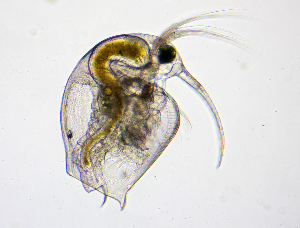 Дафнии и циклопы - Tropica.RU