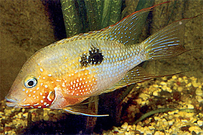 Красавцы Thorichthys - Tropica.RU