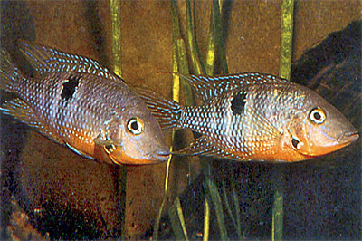 Красавцы Thorichthys - Tropica.RU