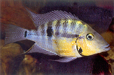 Красавцы Thorichthys - Tropica.RU
