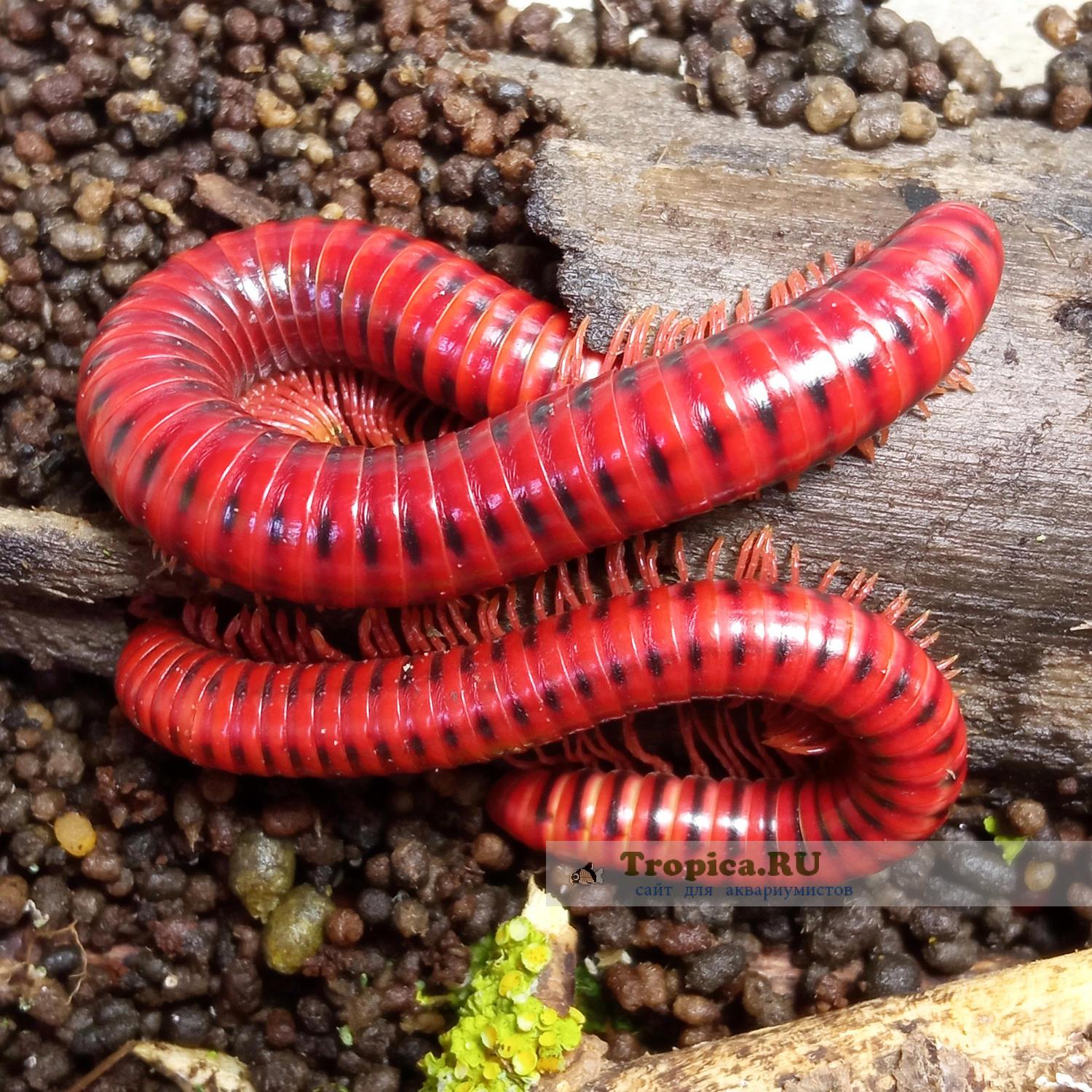 Главная - Tropica.RU