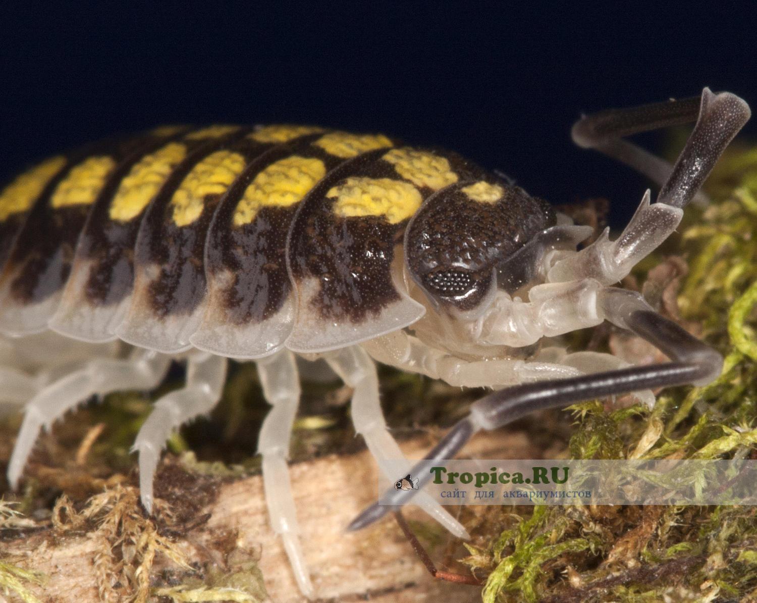 Террариум - Tropica.RU